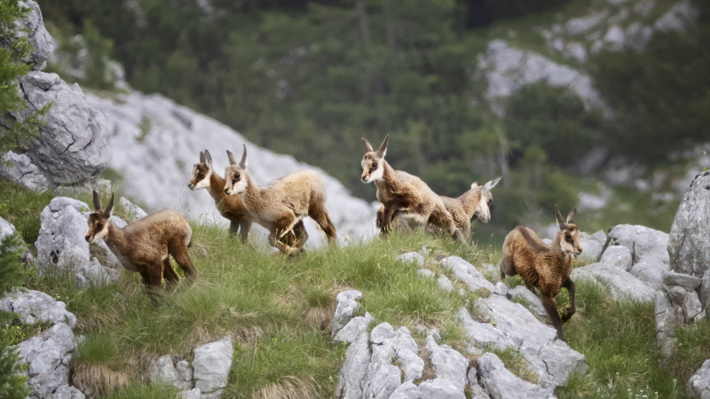 Tierschutz – auch im Frühling! - Alpenverein München & Oberland